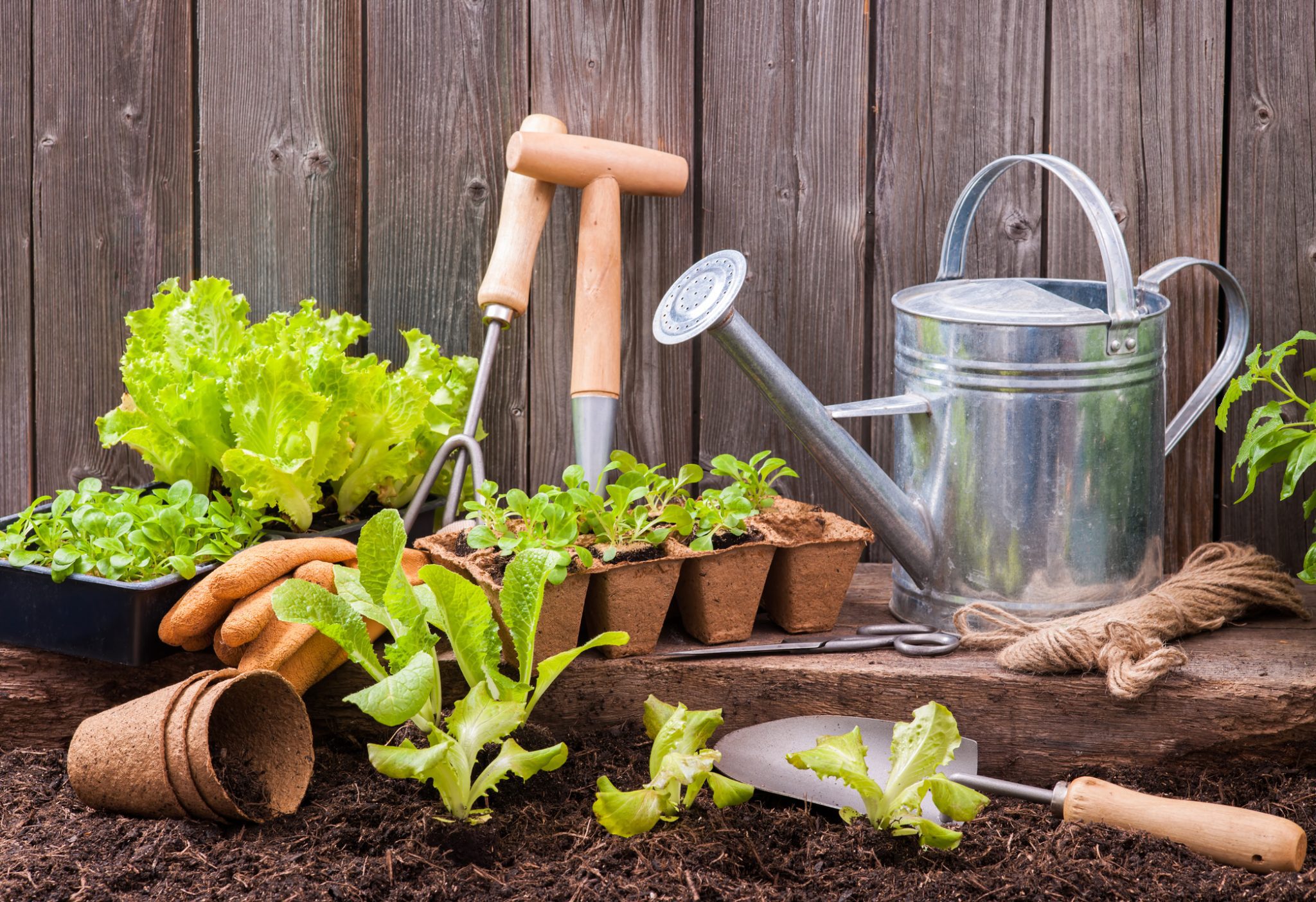 Home Gardening: A Beginners Guide 101 - Chafin Communities
